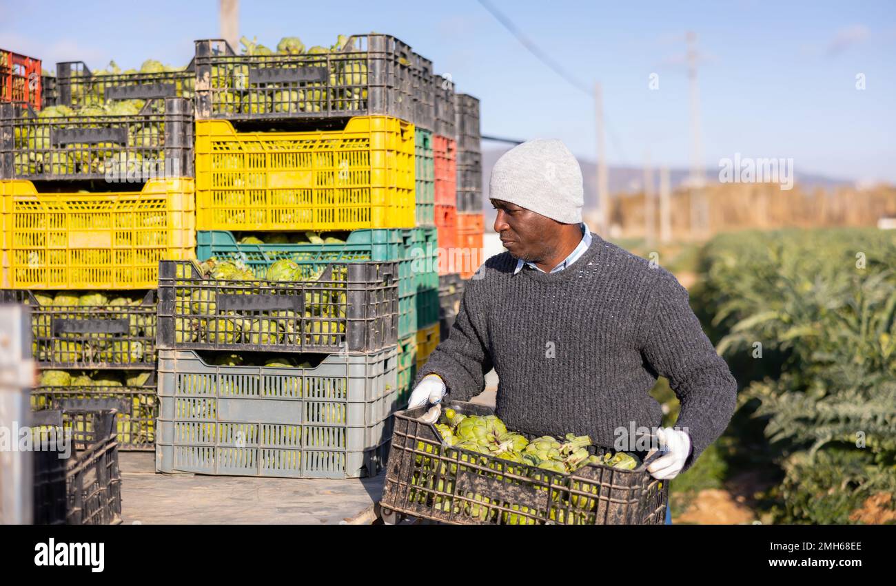 African american man farmer loads crates with artichokes Stock Photo ...