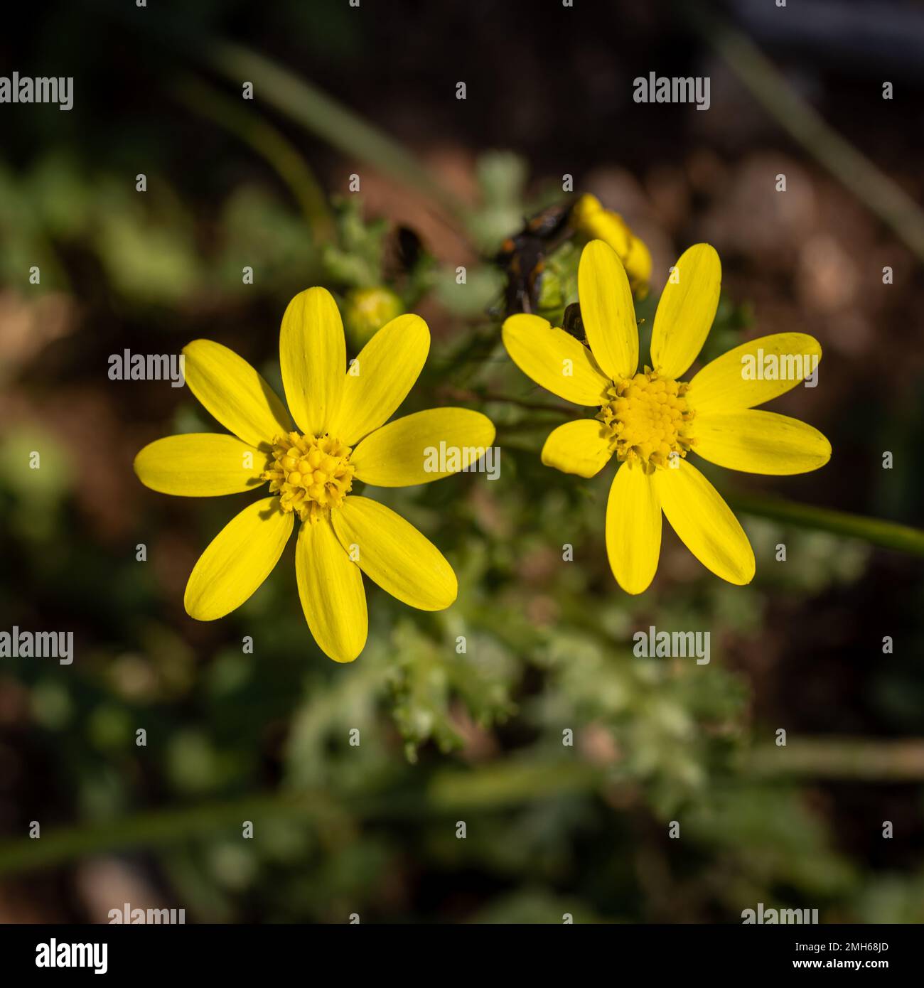 Flora of Greece. Therapeutic plant (Senecio leucanthemifolius Poir ...
