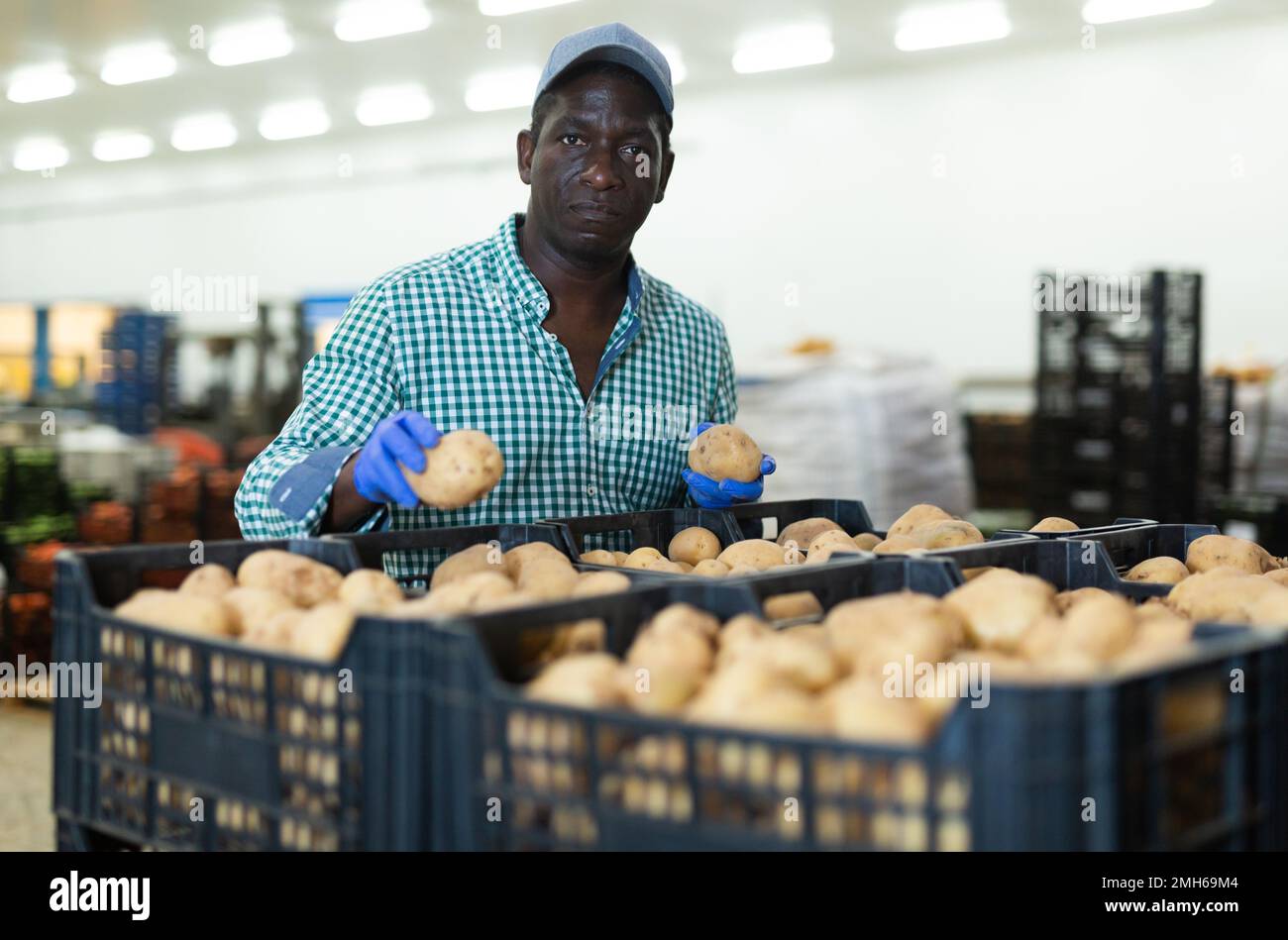 Hired food warehouse worker checks quality of the harvested potato crop ...