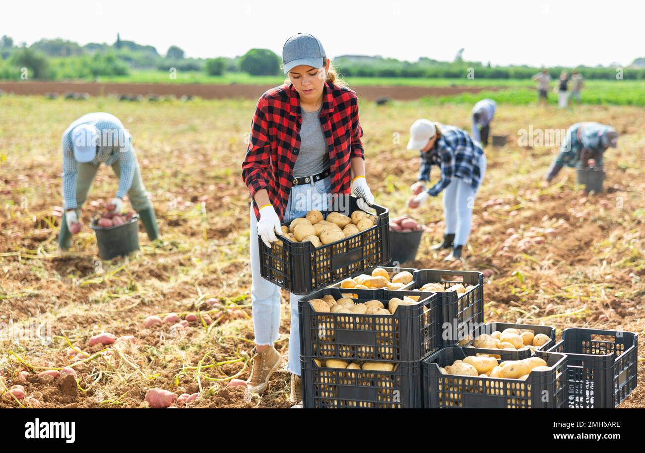 Girl stacking boxes with harvested potatoes on vegetable farm field ...