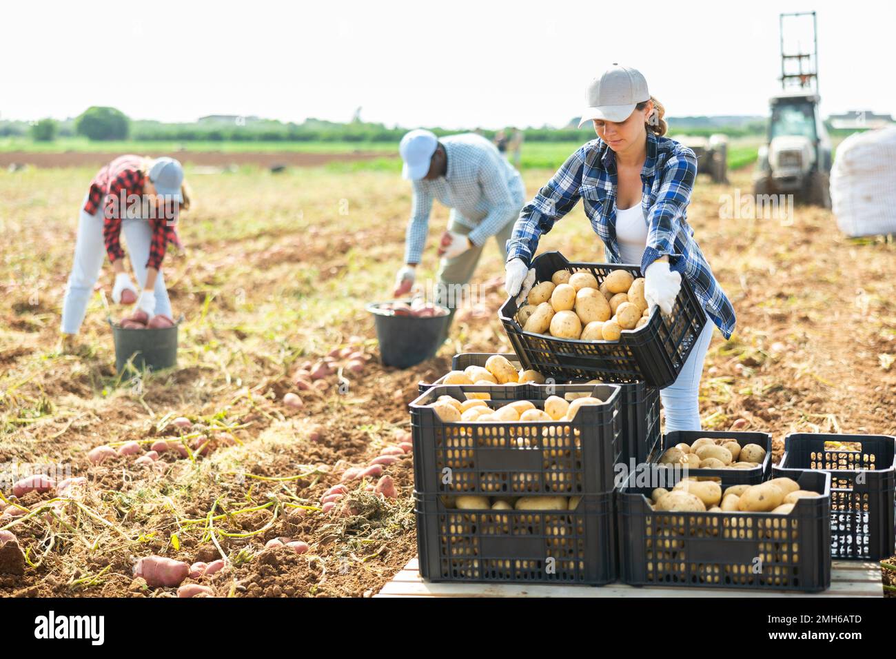 Woman farmer carrying crate with potato crop Stock Photo - Alamy