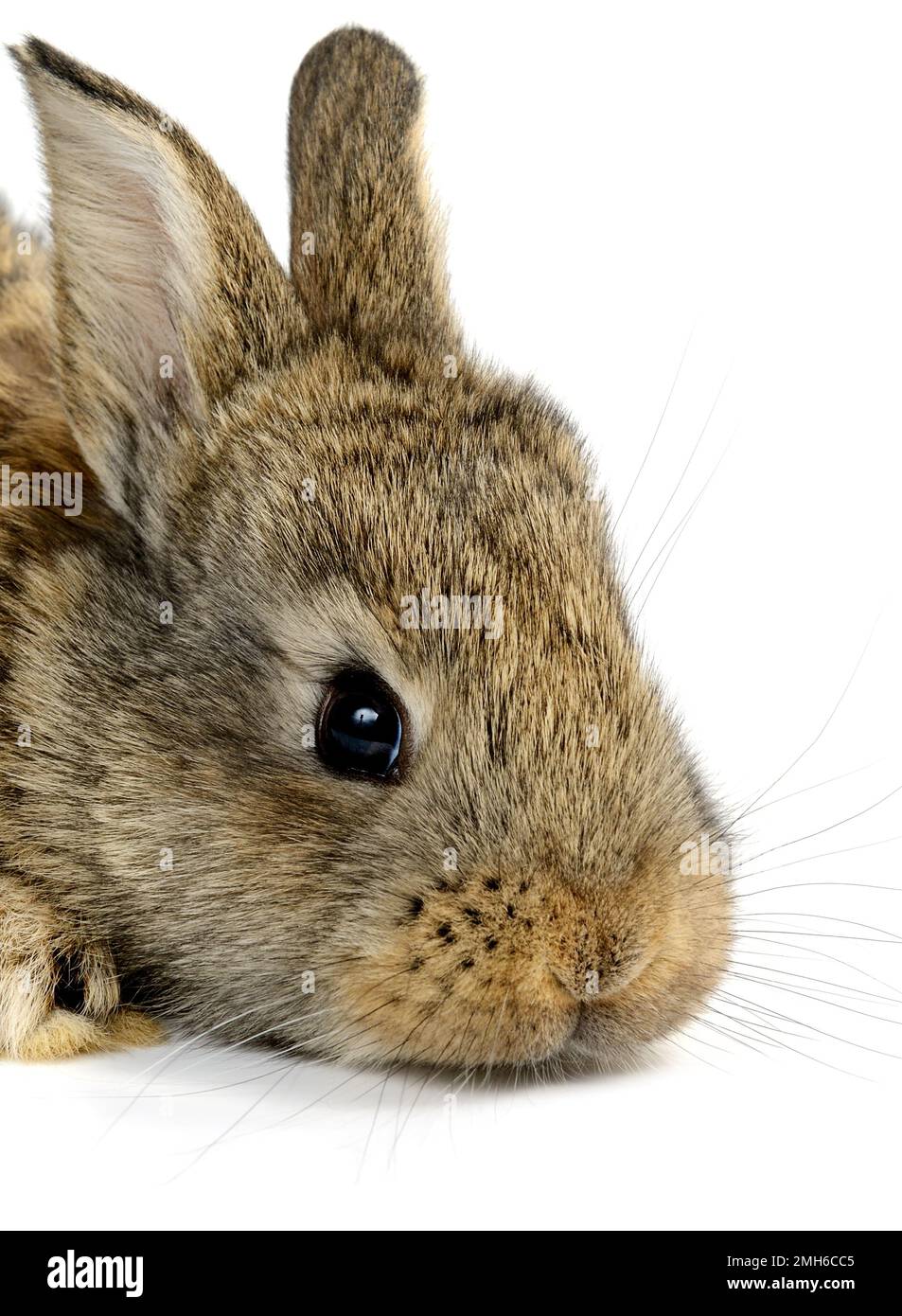 little rabbit isolated on white background Stock Photo - Alamy
