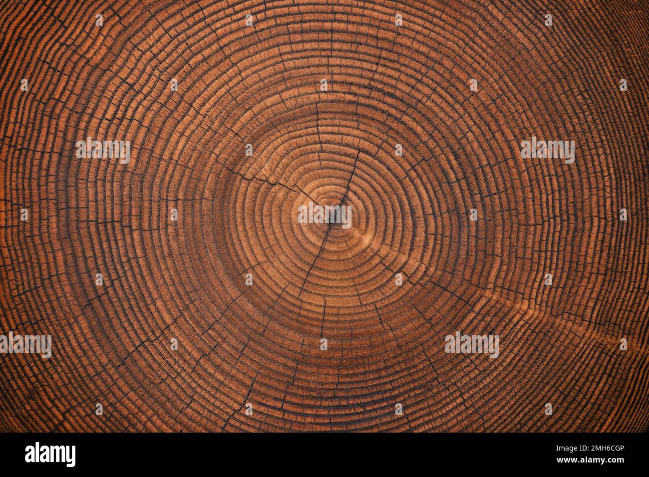 stump cut texture, tree rings wood background Stock Photo - Alamy