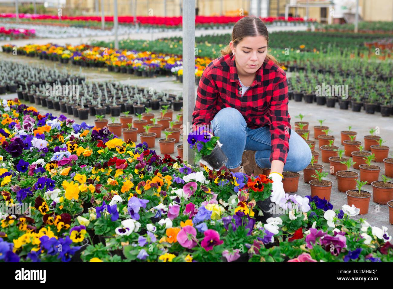 Focused young woman farmer carefully inspects pansies Stock Photo - Alamy