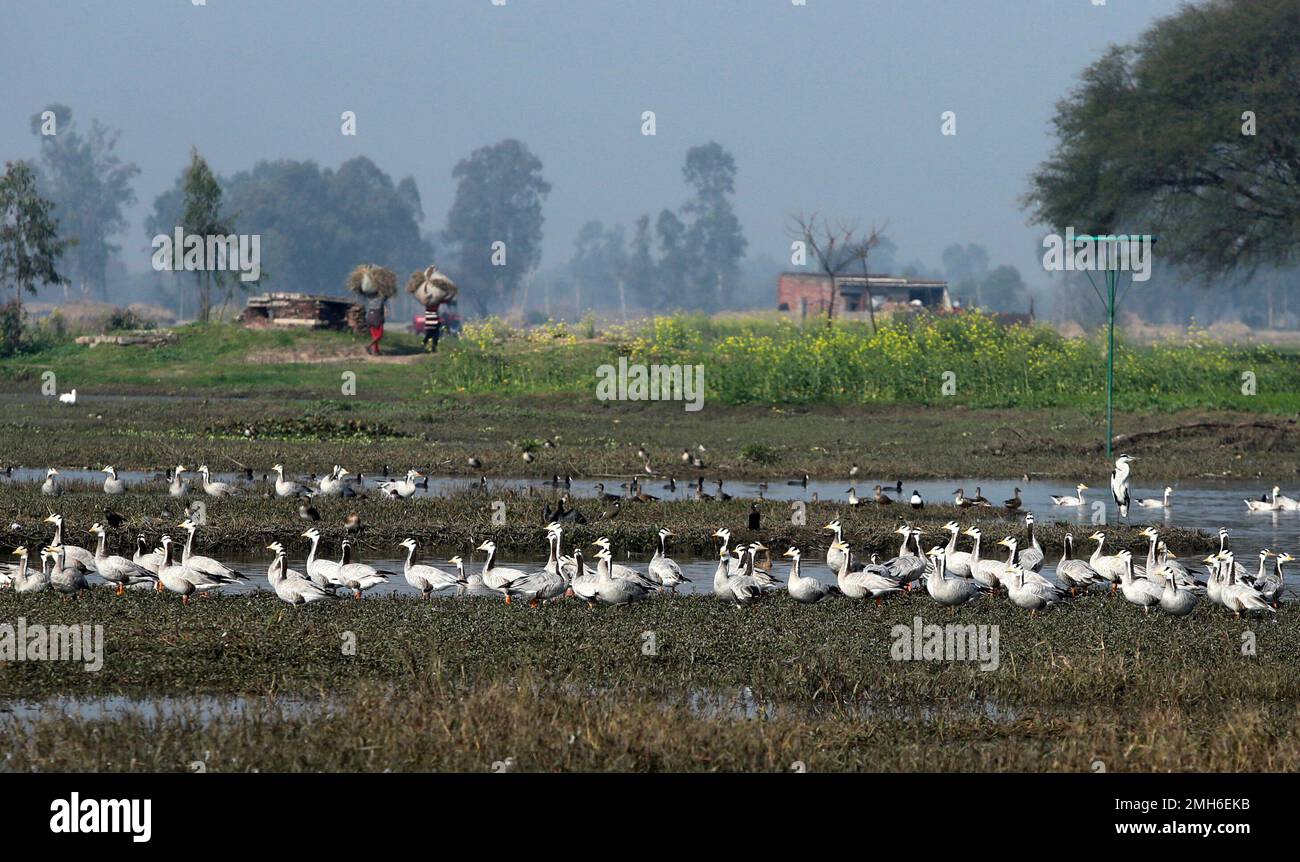 Hundreds of Bar-headed Geese birds, which migrate from Tibet and ...