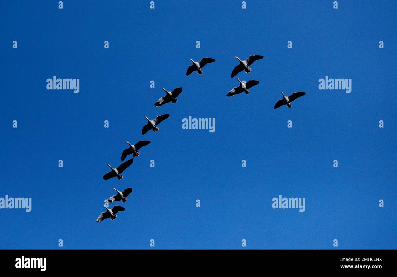 Hundreds of Bar-headed Geese, migratory birds from Tibet and Central ...