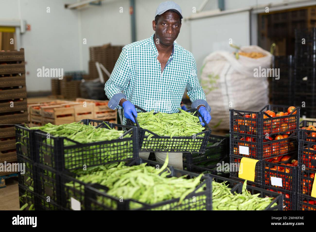 African american man puts crates of pea pods on top of each other Stock ...