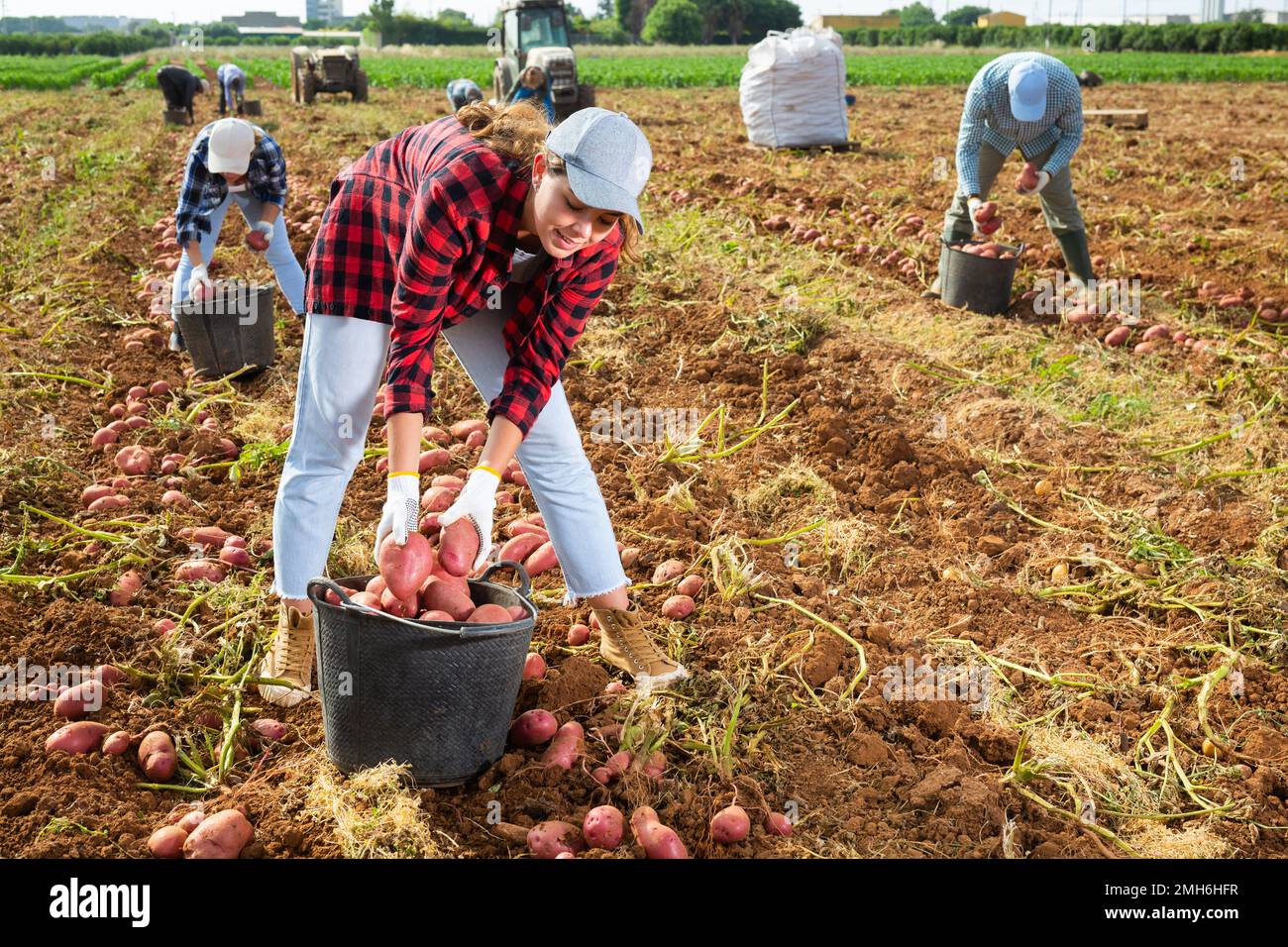 Smiling girl farm worker picking potato tubers into bucket in field ...