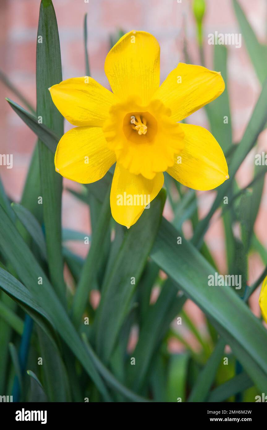 Fullu hardy hi-res stock photography and images - Alamy
