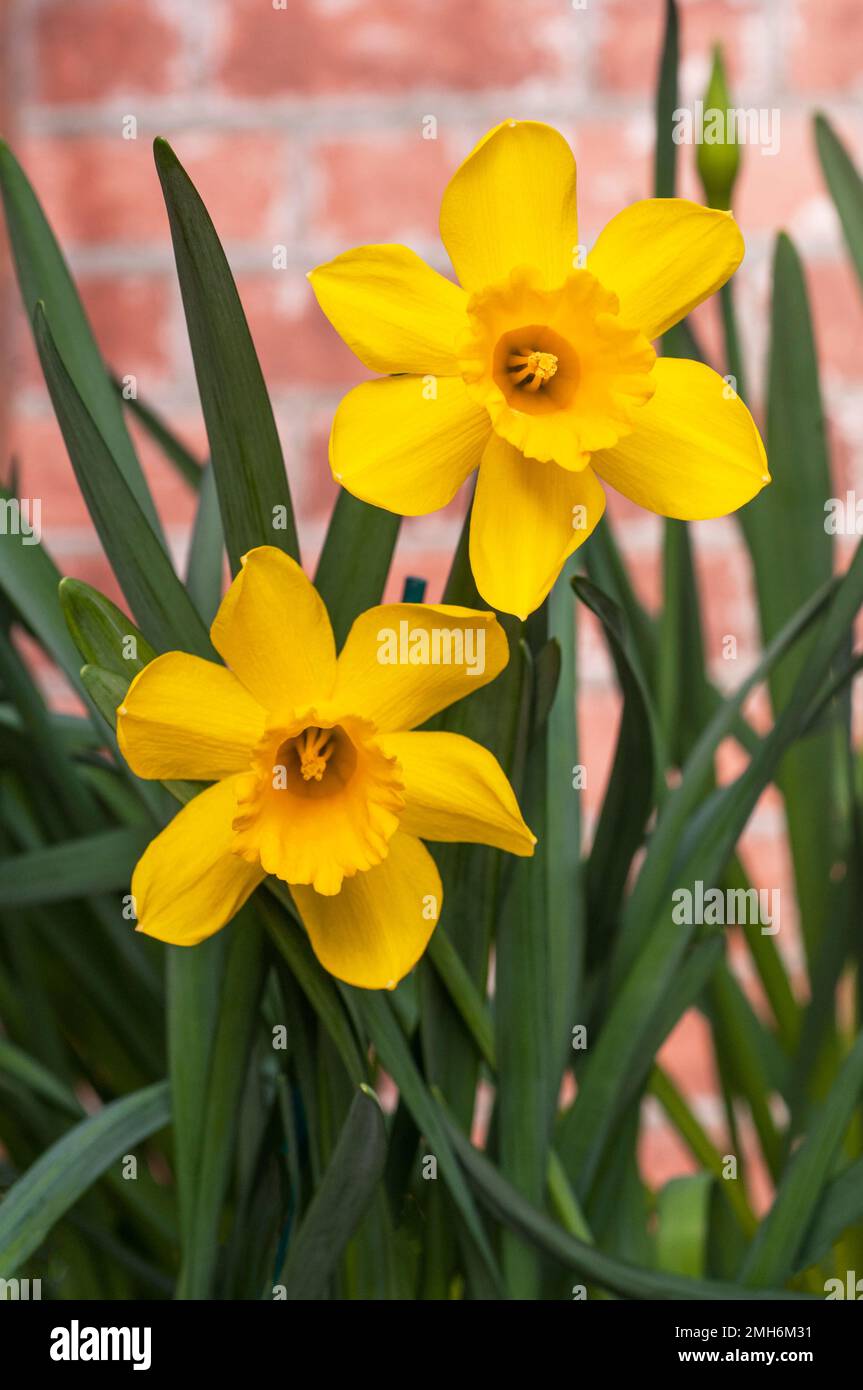 Close up of group of Narcissi Sweetness a mid spring flowering daffodil ...