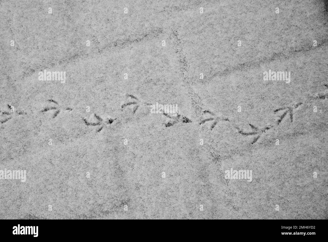 Toes in snow Black and White Stock Photos & Images - Alamy