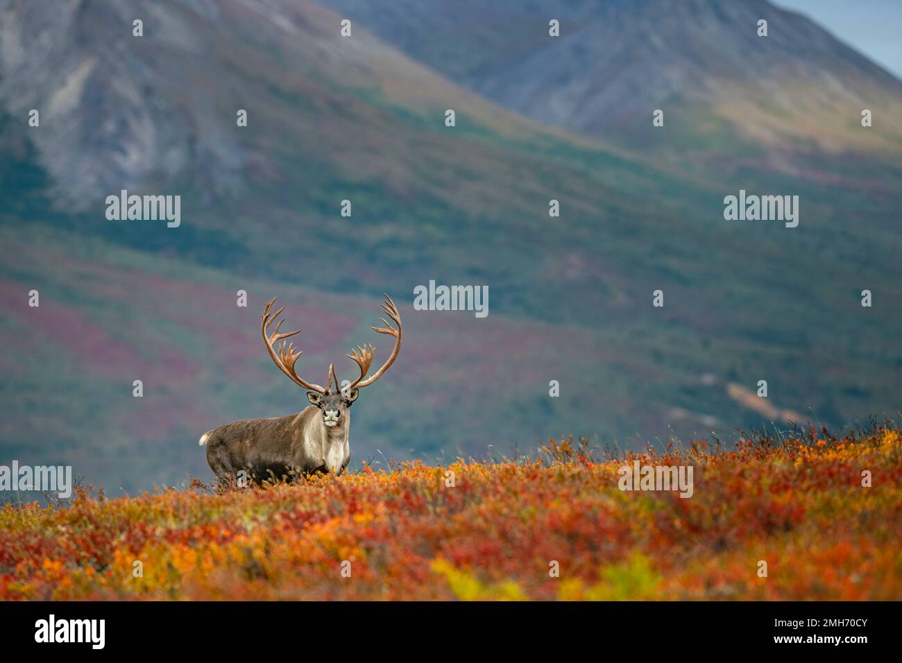 Alaska trophy caribou hi-res stock photography and images - Alamy