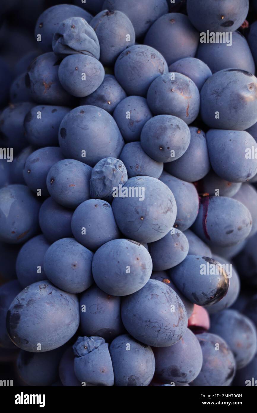 Branches of red wine grapes growing Stock Photo - Alamy
