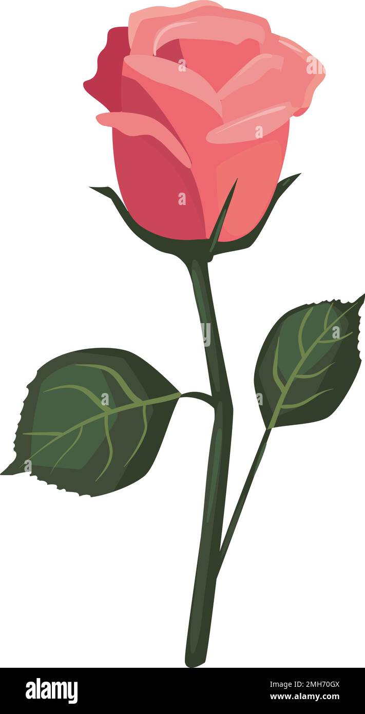 flat beautiful rose design Stock Vector Image & Art - Alamy