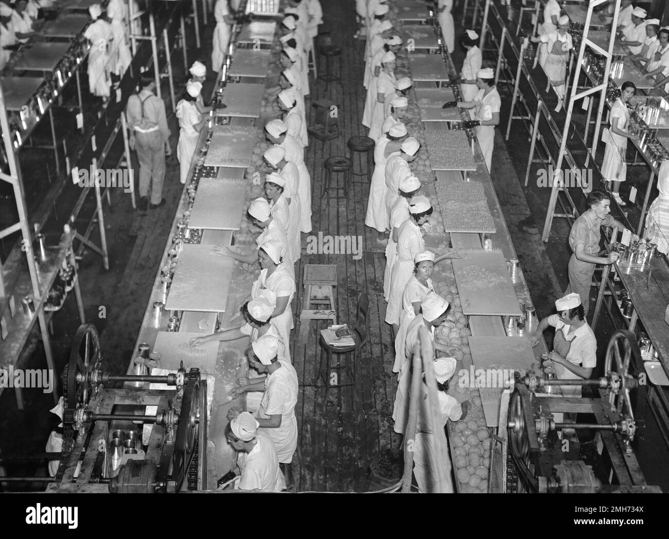 High Angle View of Migrant Workers at Grapefruit Canning Plant, Winter ...