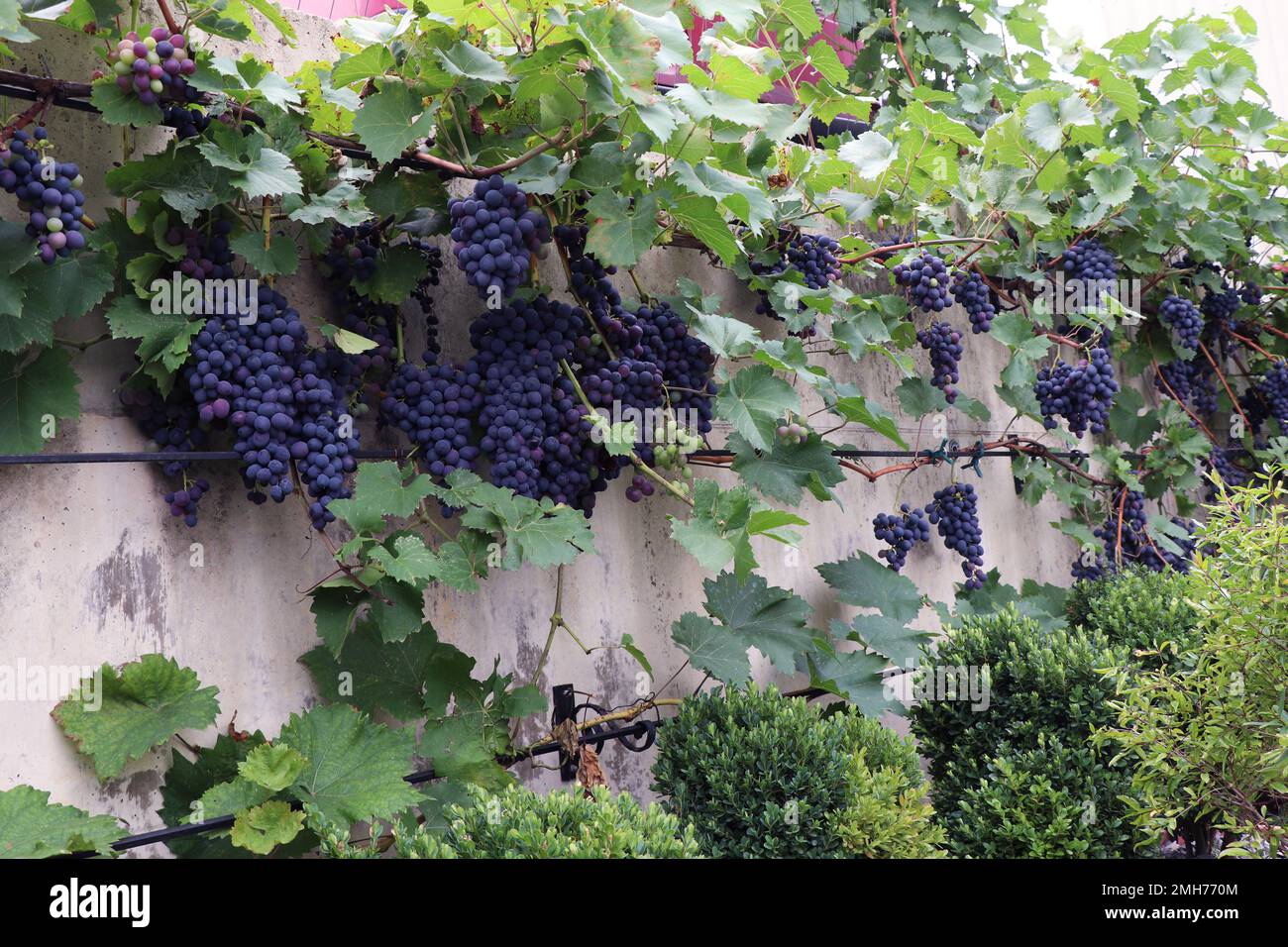 Grenache red grapes hi-res stock photography and images - Alamy