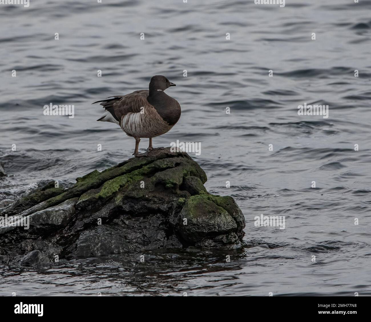 Brant goose on rock in the water Stock Photo - Alamy