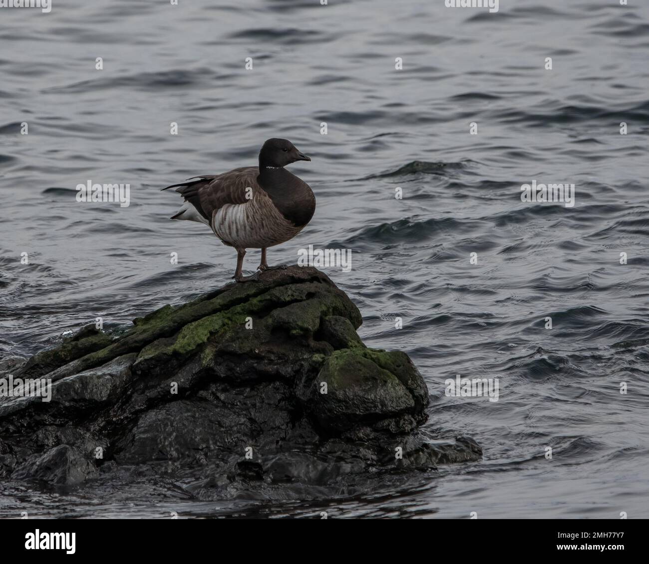 Brant goose on rock in the water Stock Photo - Alamy