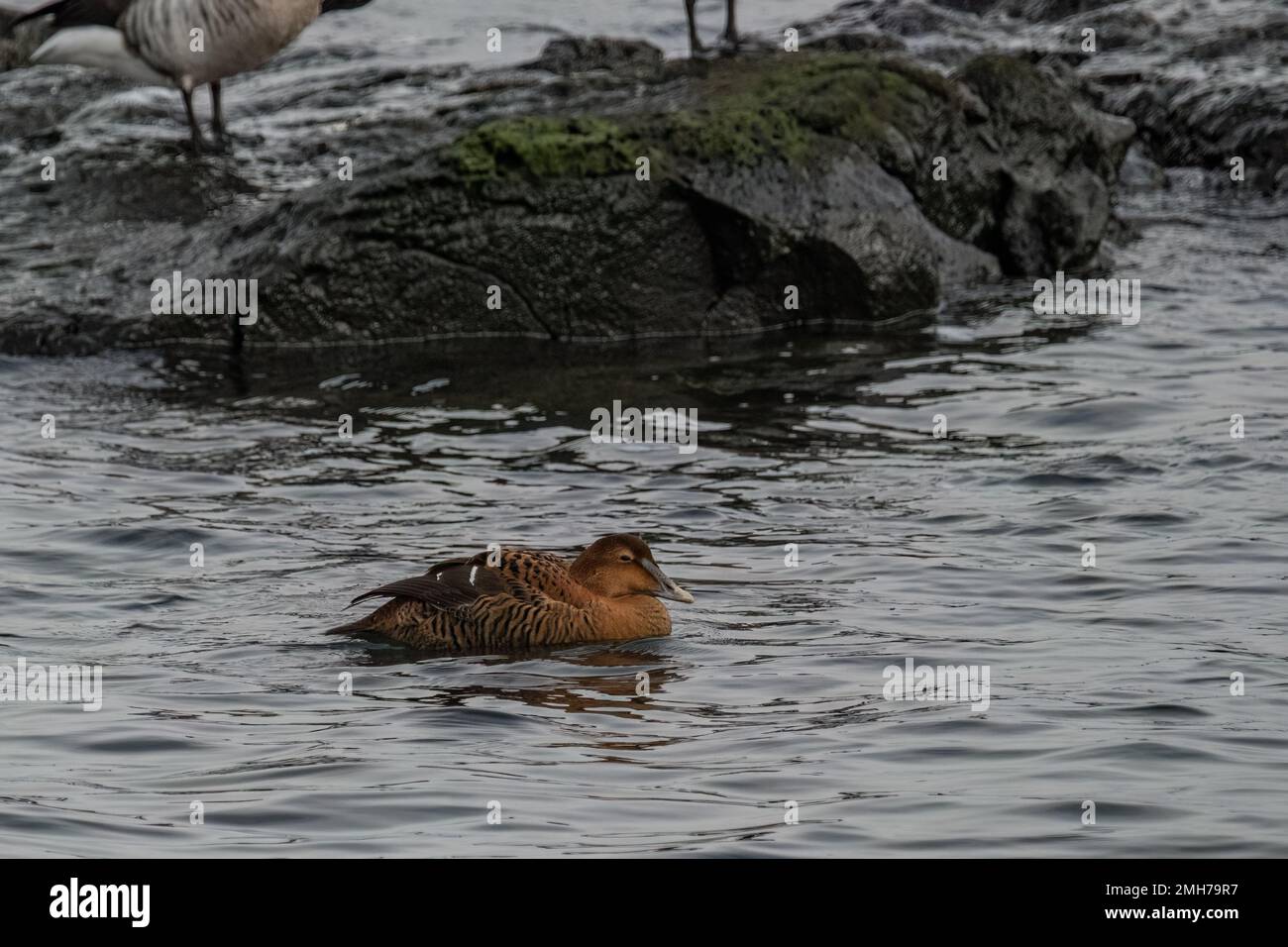 Female common eider in the water Stock Photo - Alamy