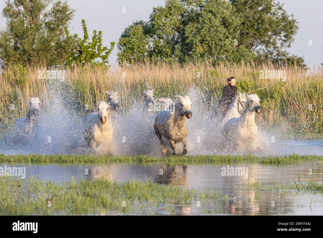 3 wild horses running through water hi-res stock photography and images ...