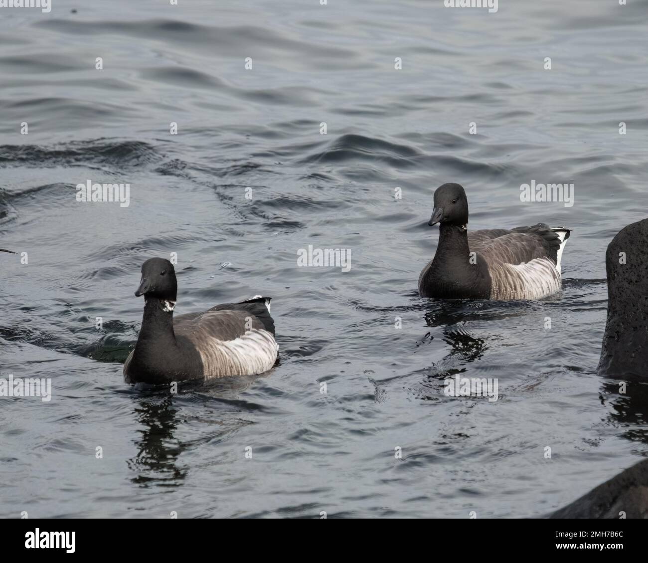 Brant geese in the water Stock Photo - Alamy
