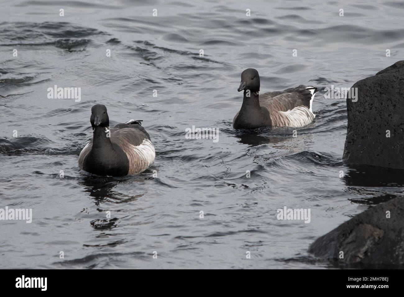 Brant geese in the water Stock Photo - Alamy