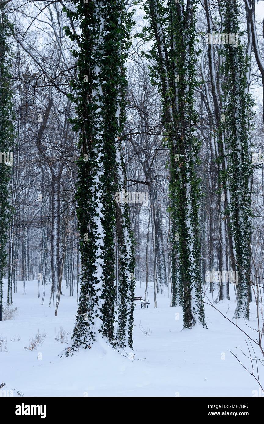 beauty, cold, fantasy, magic, mysterious, mystery, natural, nature ...