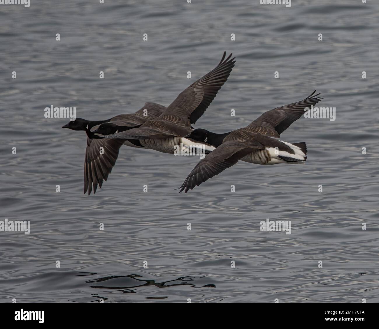 Brant geese in flight over the water Stock Photo - Alamy