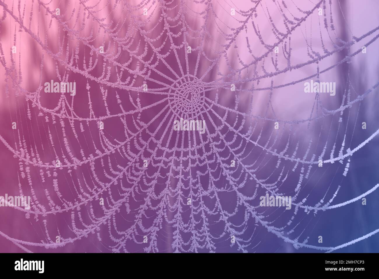 Frozen spider web with pastel color gradient background pink to blue ...