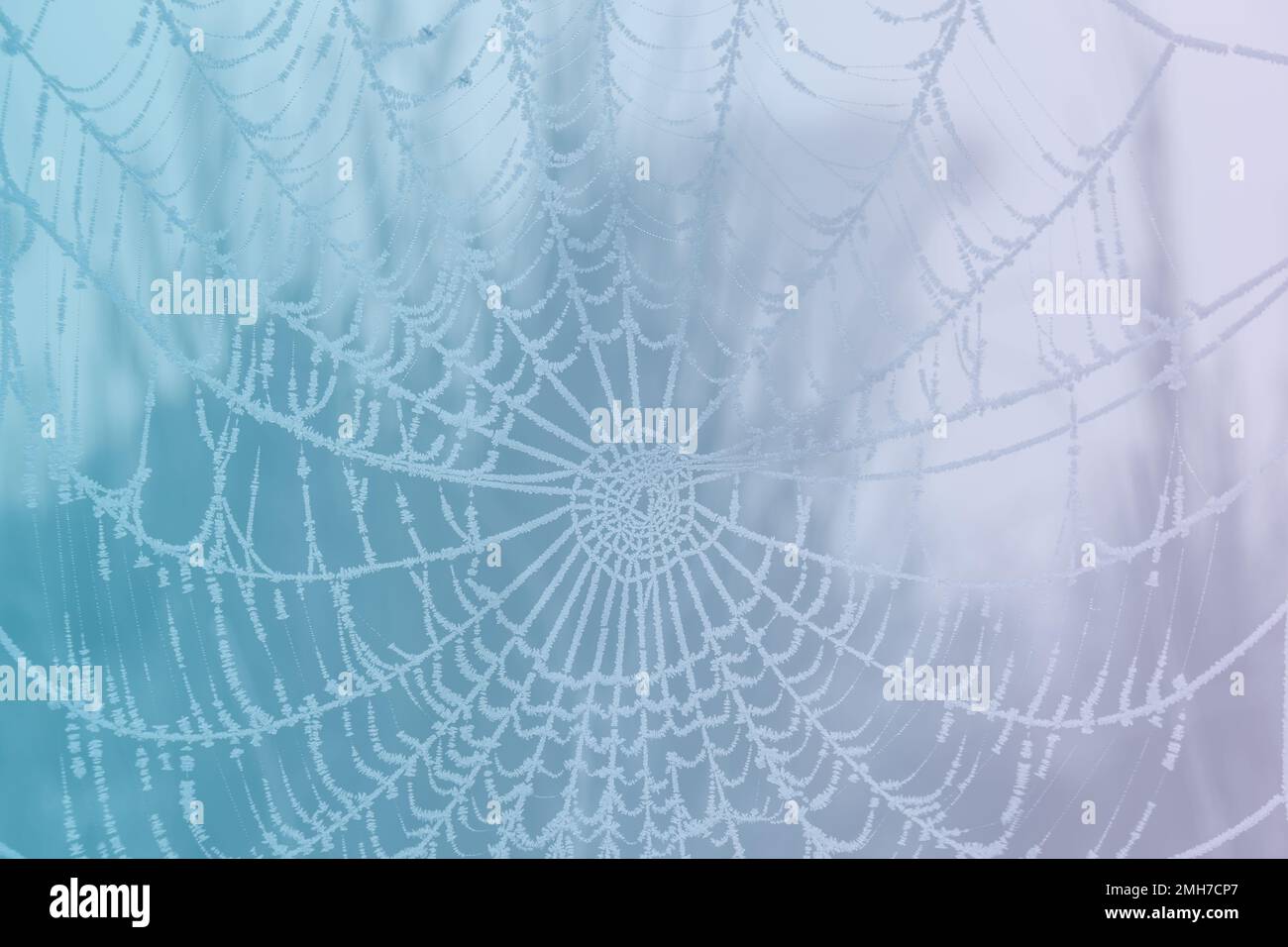 Frozen spider web with pastel color gradient background violet to blue ...