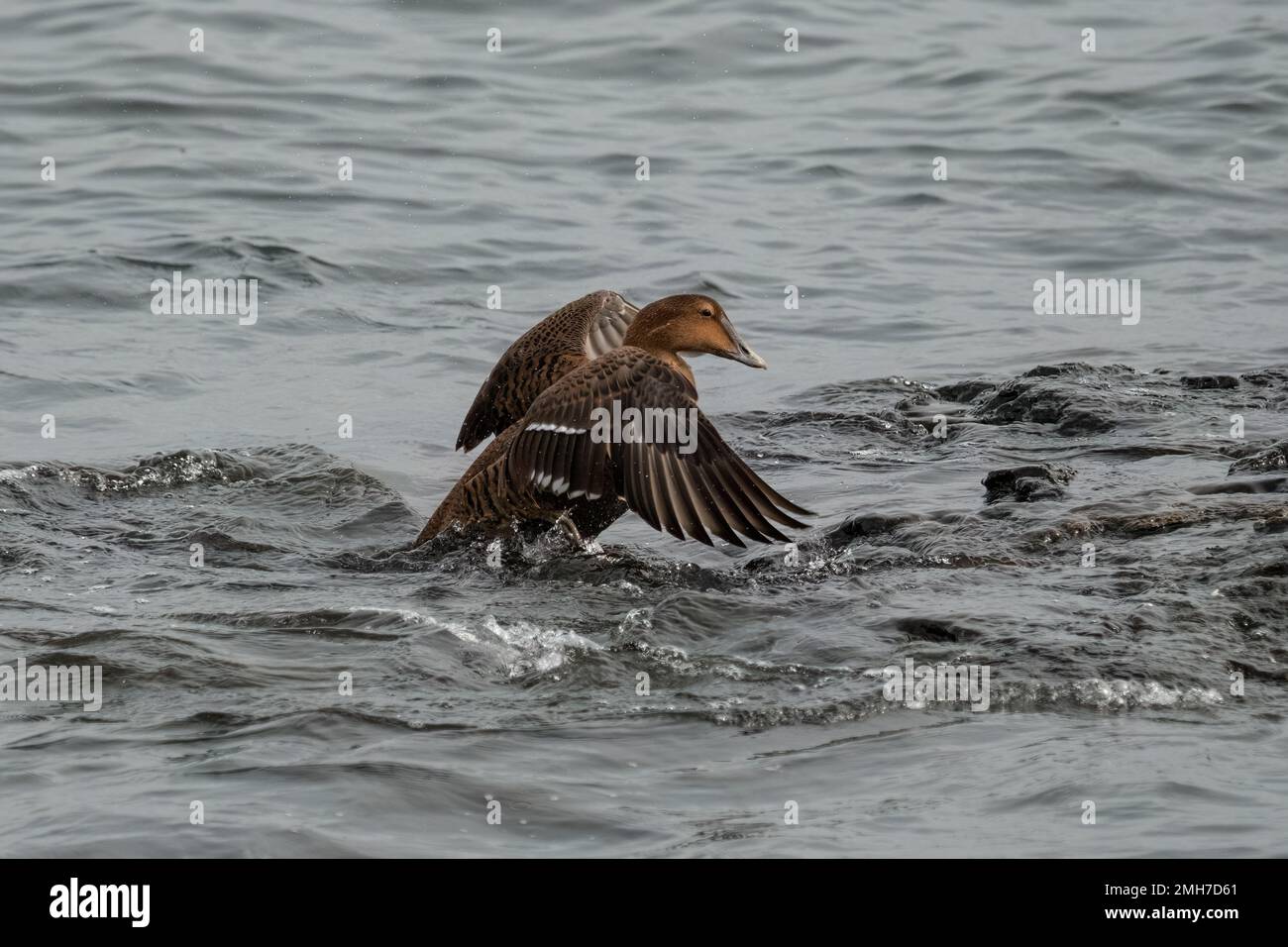 Female common eider mid wing flap Stock Photo - Alamy
