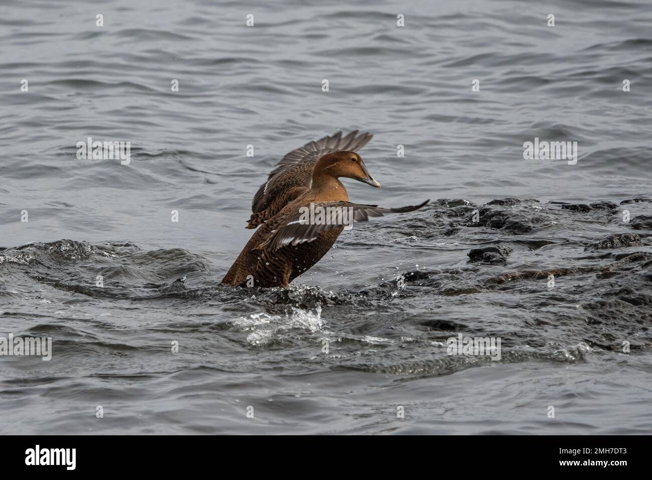 Female common eider mid wing flap Stock Photo - Alamy