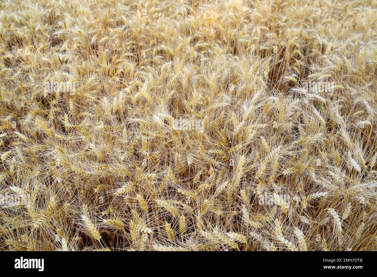 Wheat fields fully ripe at the end of summer Stock Photo - Alamy