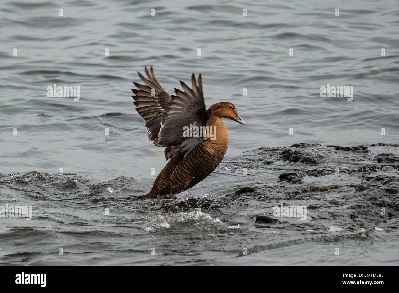 Female common eider mid wing flap Stock Photo - Alamy