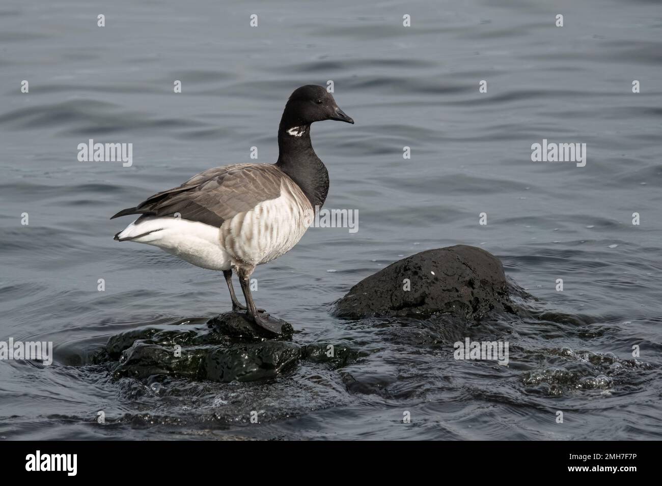 Brant goose on rock in the water Stock Photo - Alamy