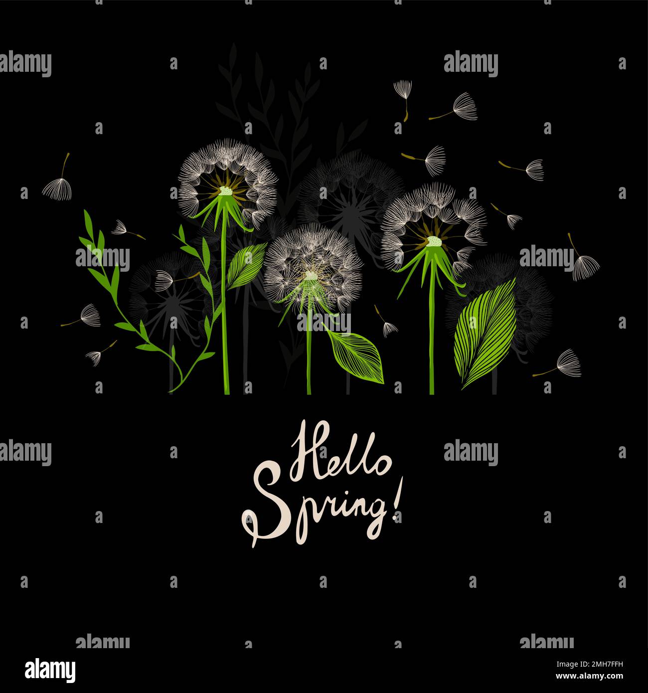 Dandelions on a black background. Hello Spring. Vector illustration. Floral background with ...
