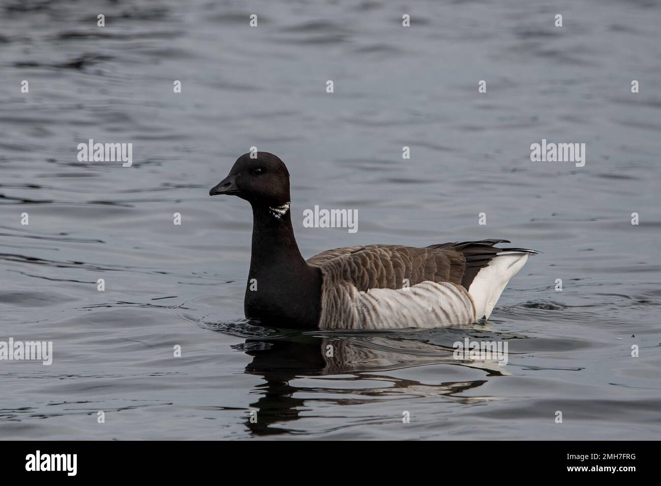 Brant goose in the water Stock Photo - Alamy
