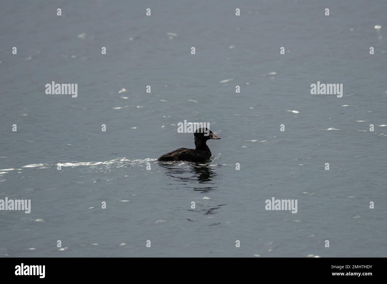 Female surf hi-res stock photography and images - Alamy