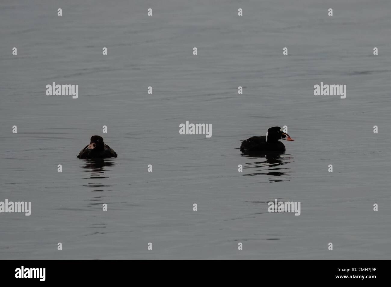 Surf scoter female hi-res stock photography and images - Alamy