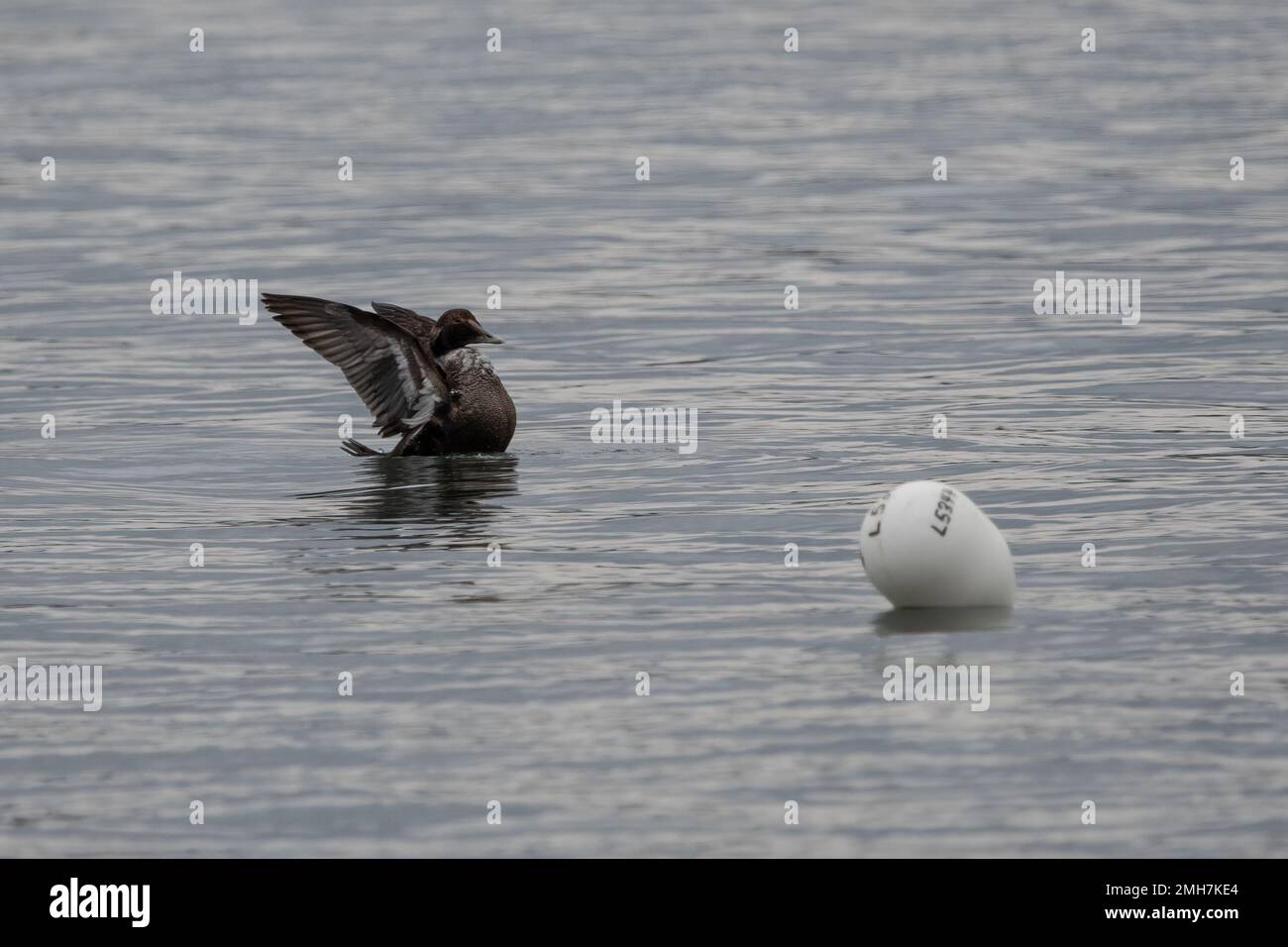 An immature male common eider mid wing flap Stock Photo - Alamy