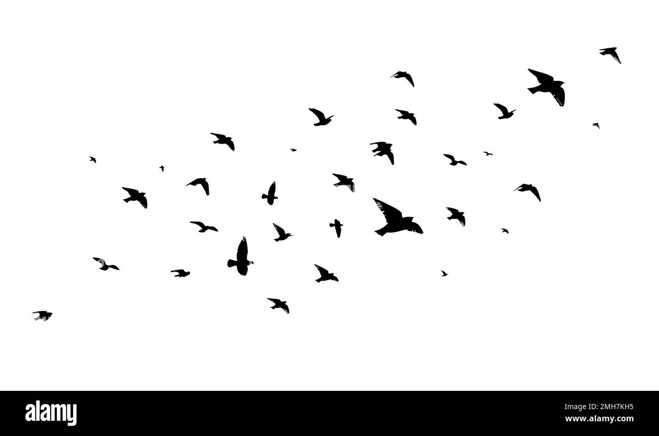 A flock of flying birds. Free birds. Vector illustration Stock Vector ...