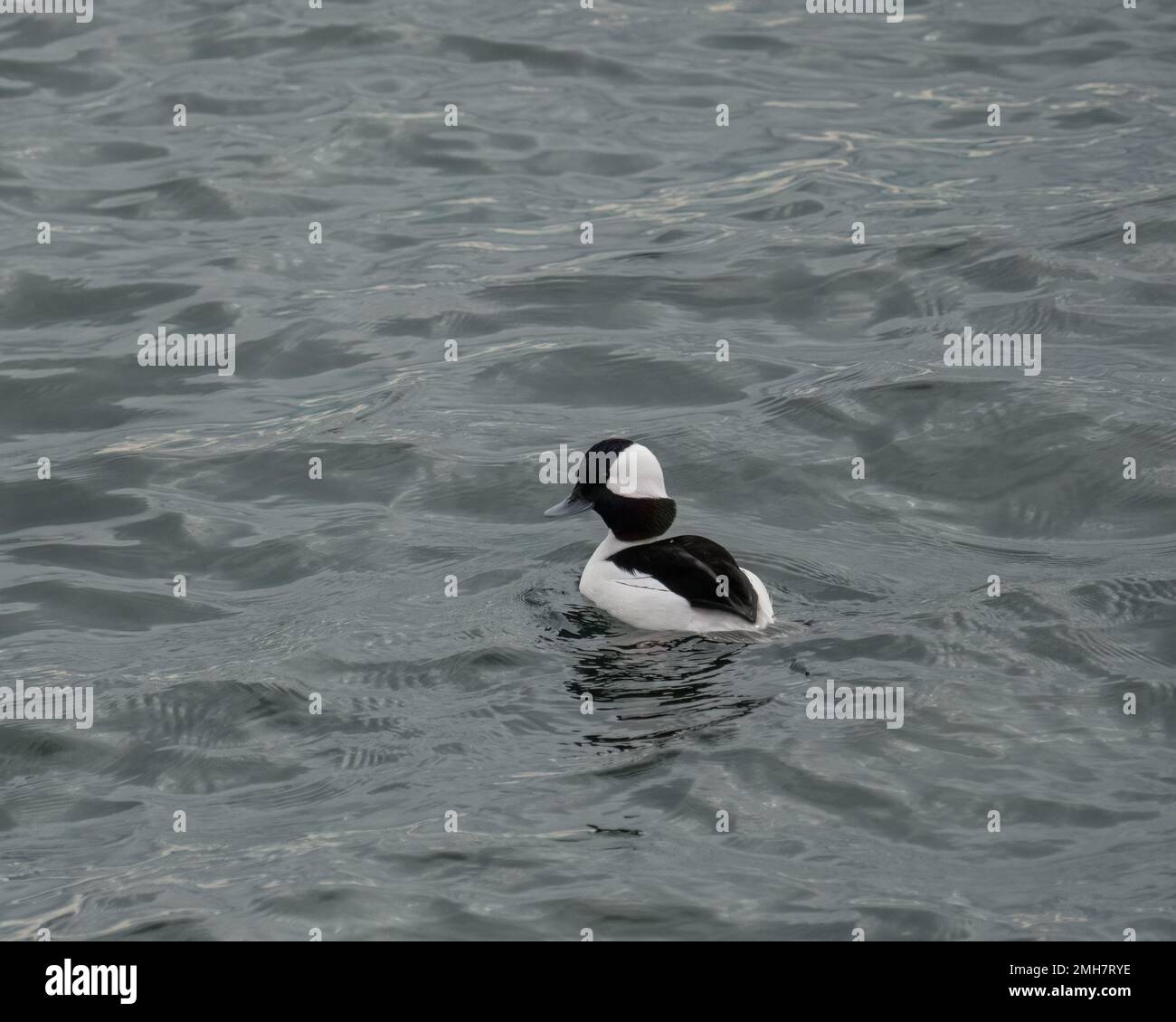 A male bufflehead duck in the water Stock Photo - Alamy