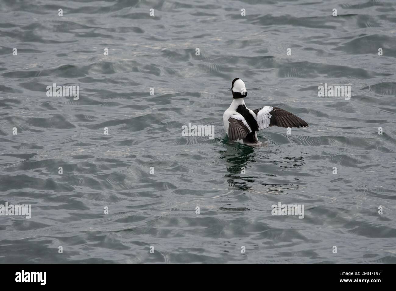 A male bufflehead duck mid wing flap Stock Photo - Alamy
