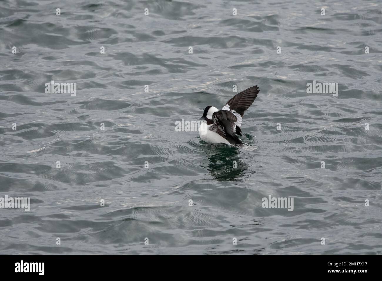 Buffehead hi-res stock photography and images - Alamy