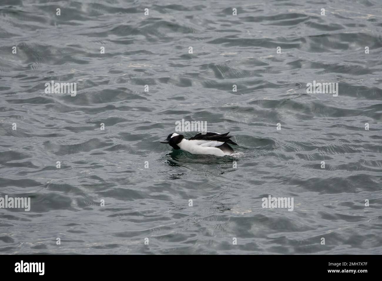 A male bufflehead duck rolling its neck Stock Photo - Alamy