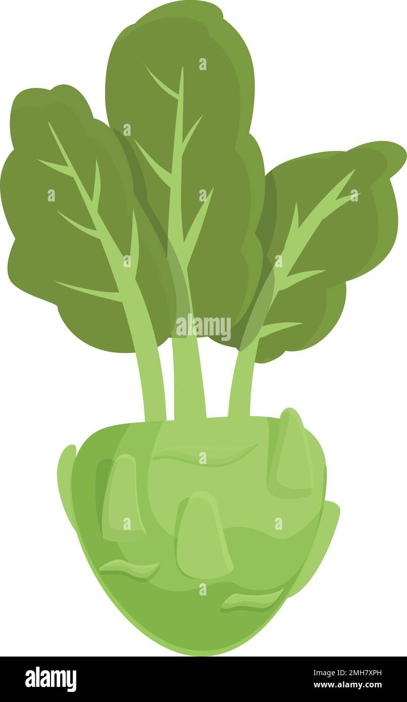 Natural Kohlrabi Icon Cartoon Vector Healthy Turnip Vegetable Organic