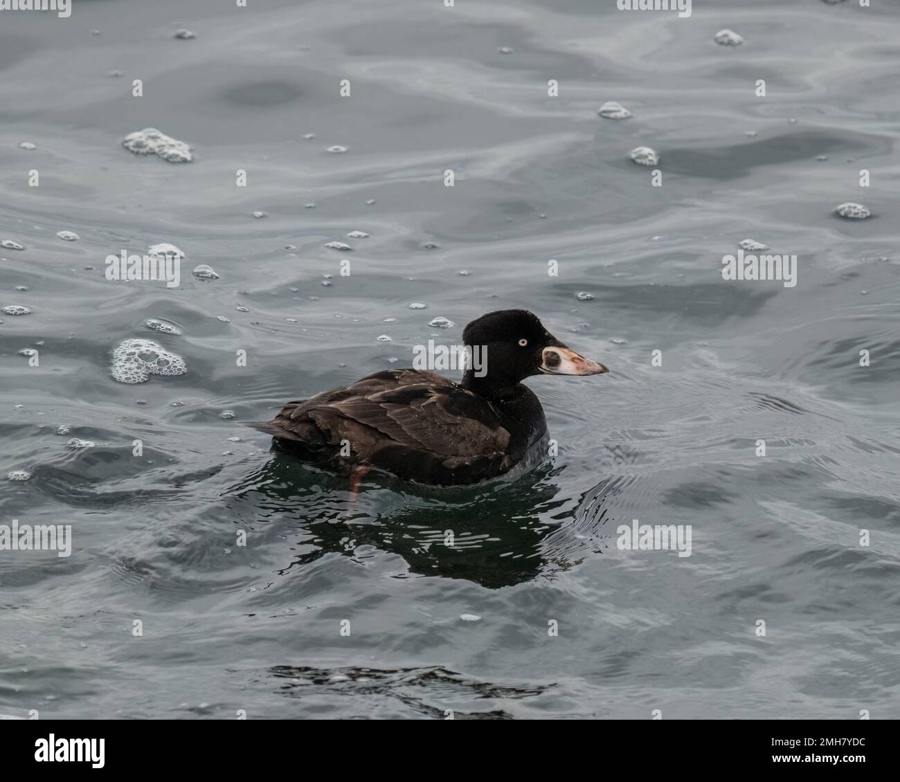 Surf scoter diving hi-res stock photography and images - Alamy