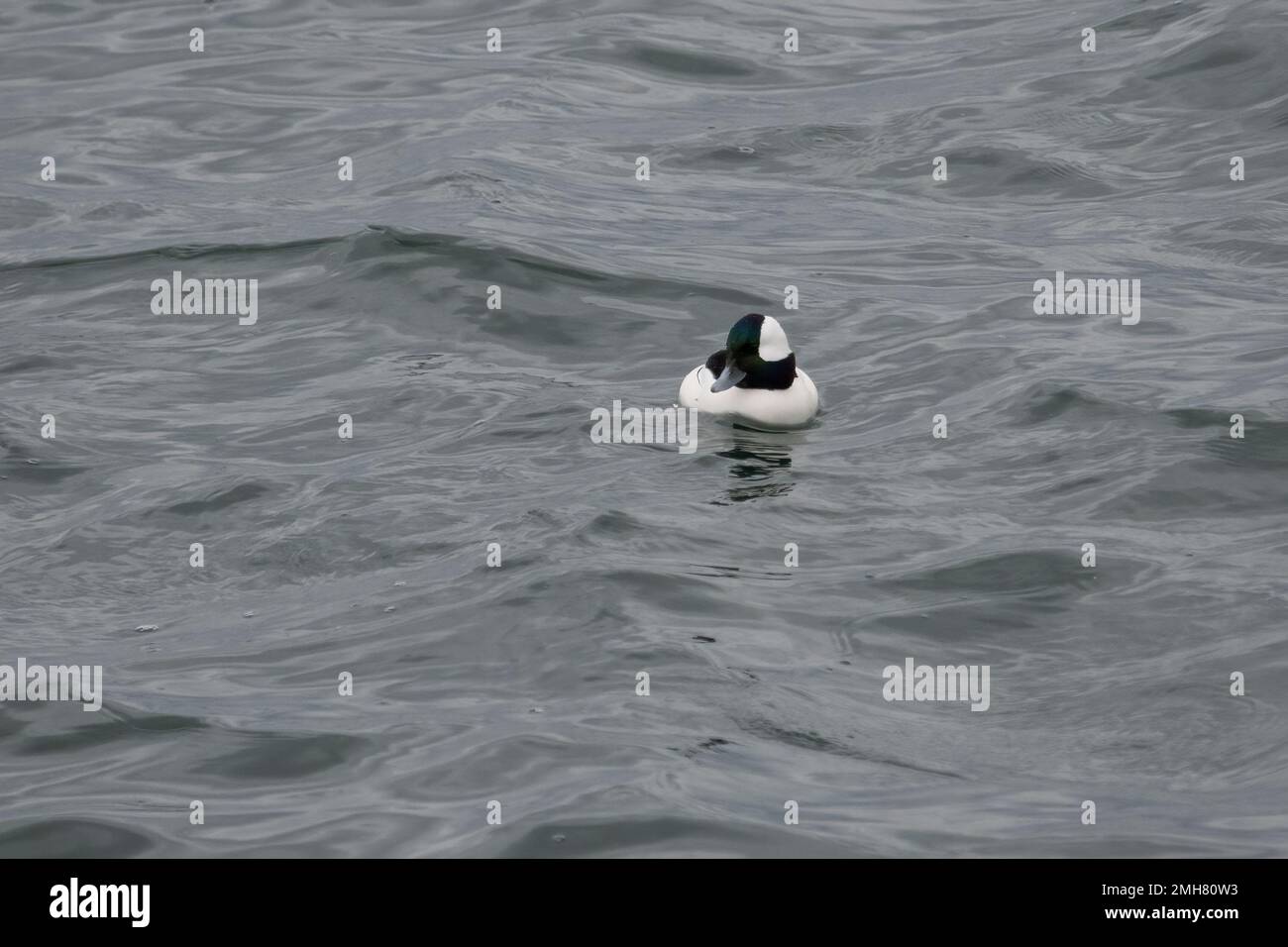A male bufflehead duck in the water Stock Photo - Alamy