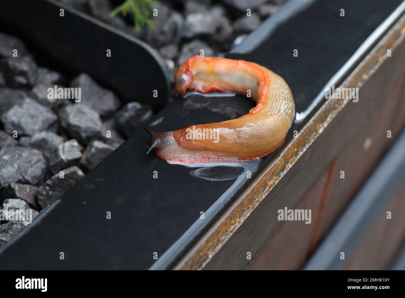 Big land slug or shell-less terrestrial gastropod mollusc hi-res Stock ...