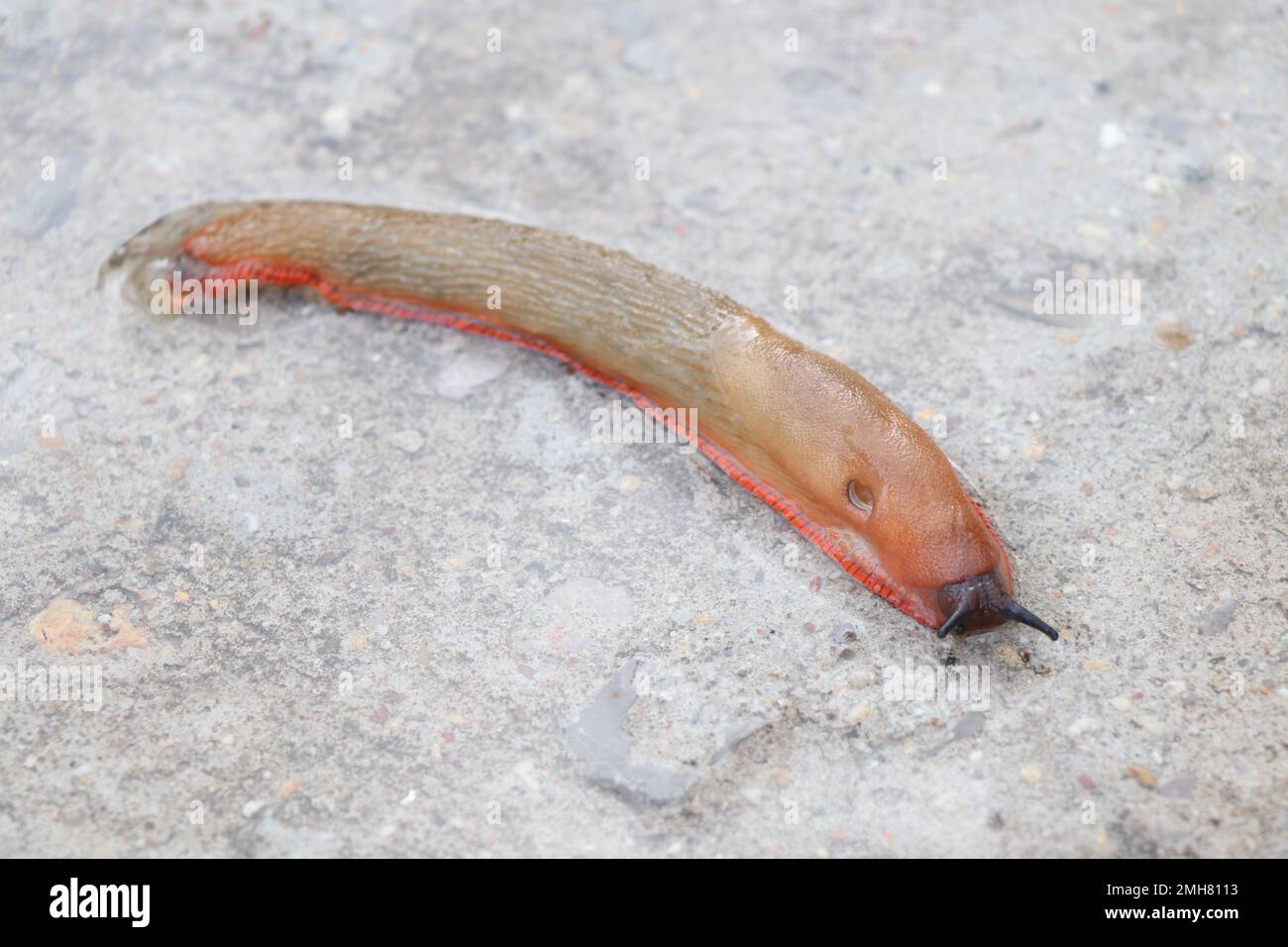Big land slug or shell-less terrestrial gastropod mollusc hi-res Stock ...